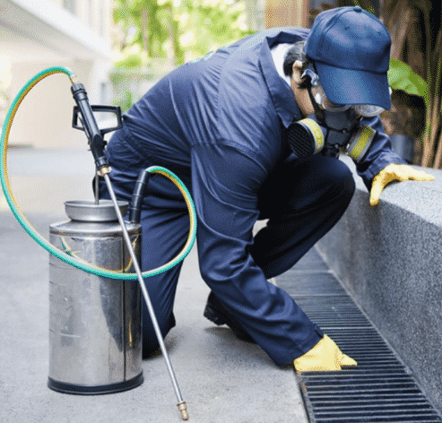 Derattizzazione e Disinfestazione Topi Roma